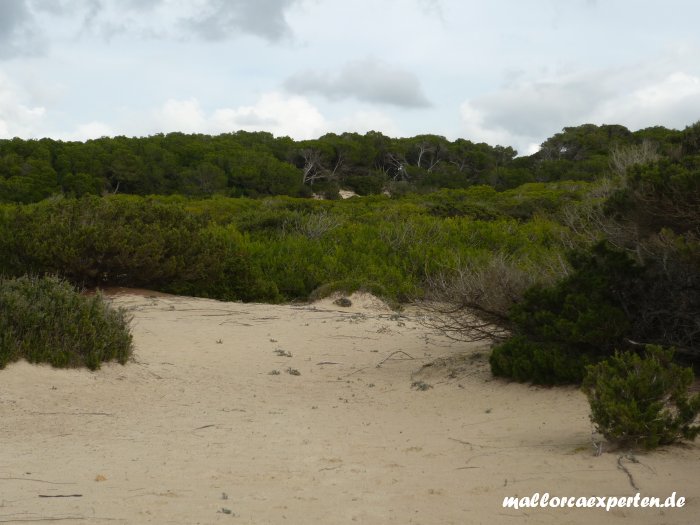Es Trenc - Mallorcas schönster Strand